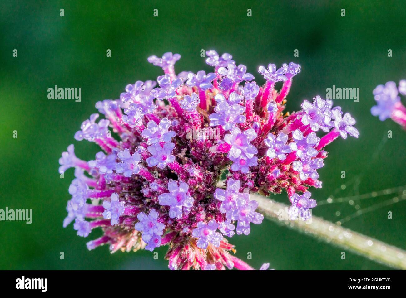 Verbena sp verbenaceae hi-res stock photography and images - Alamy