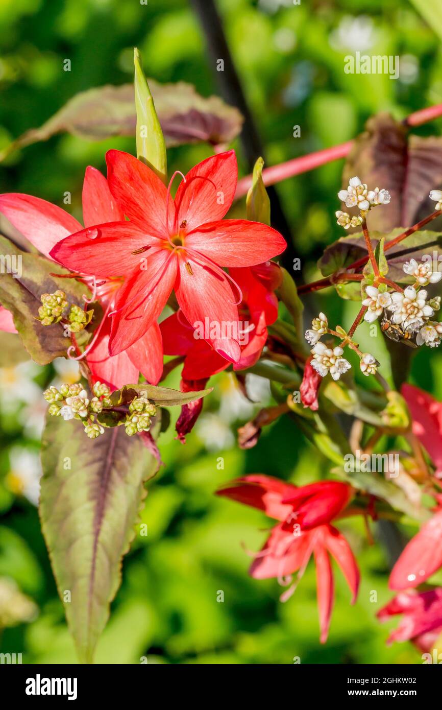 Schizostylis coccinea 'Major' Stock Photo - Alamy