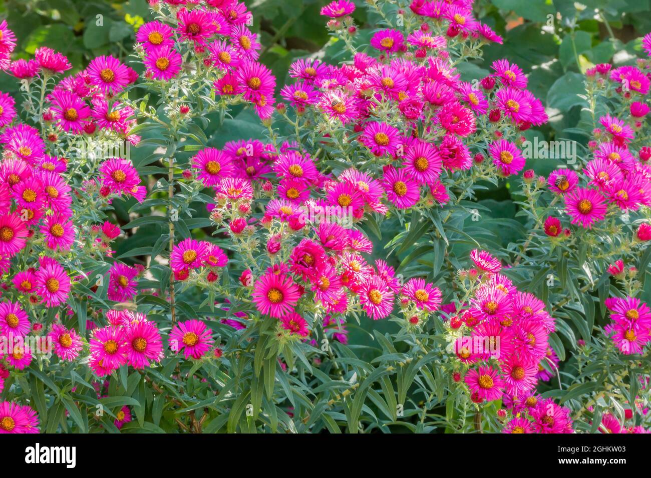 Aster novae-angliae 'Alma Poetschke' Stock Photo - Alamy