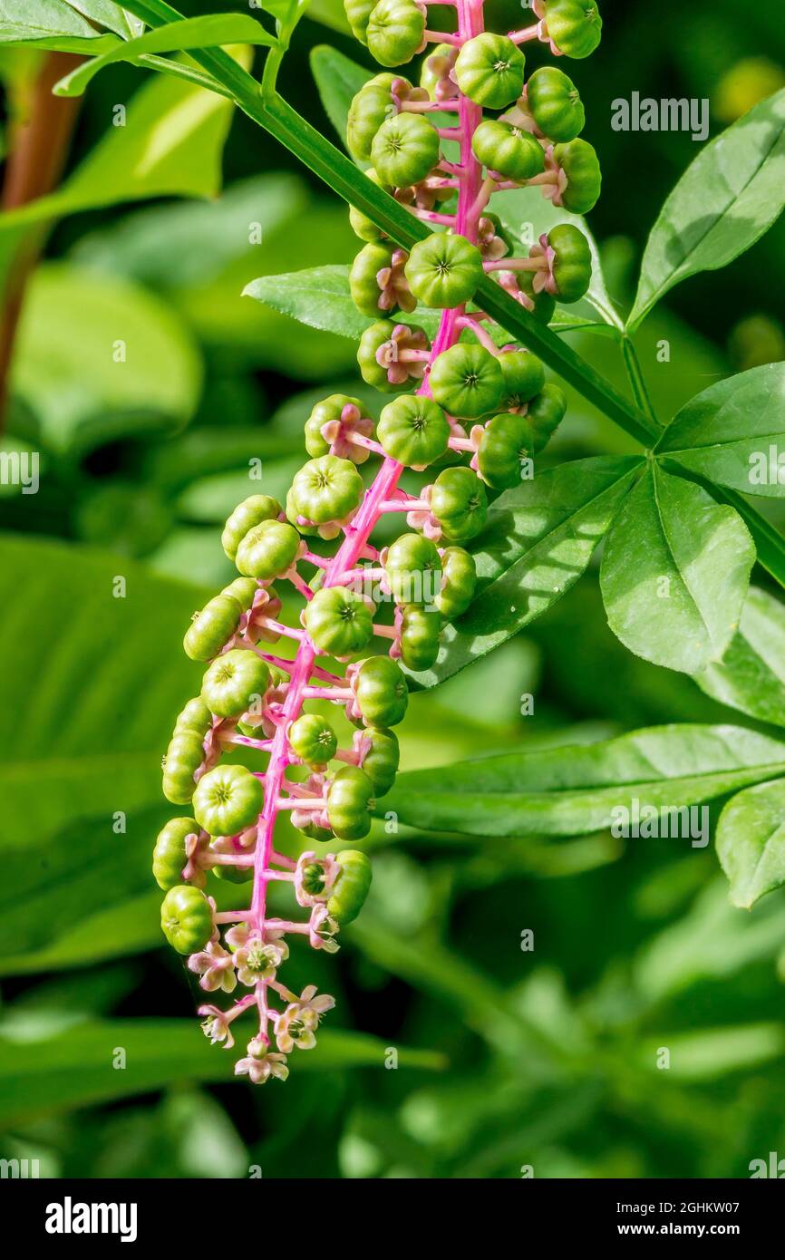 American pokeweeds hi-res stock photography and images - Alamy
