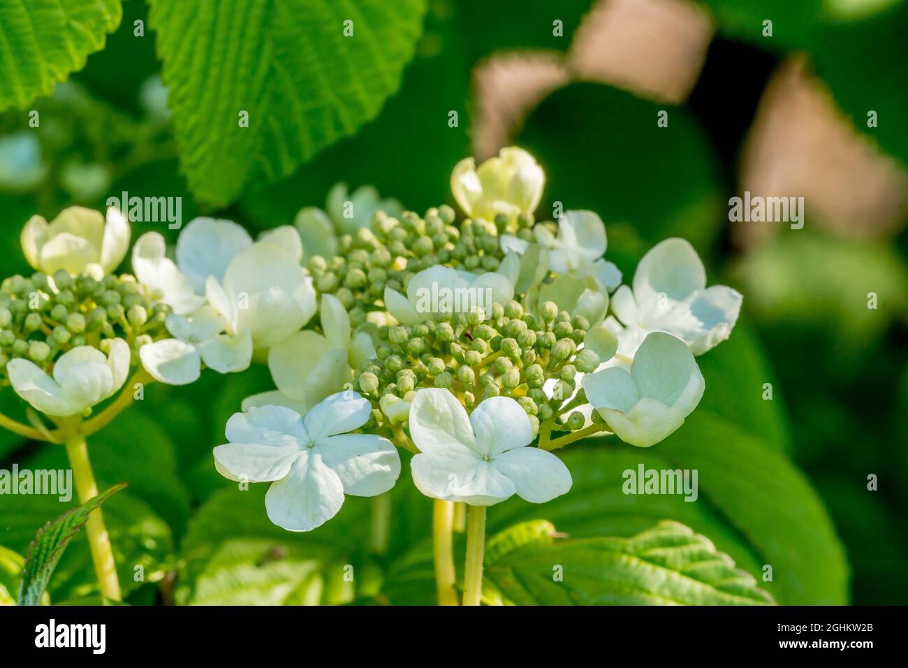 Viburnum plicatum f. tomentosum 'Summer Snowflake' Stock Photo - Alamy