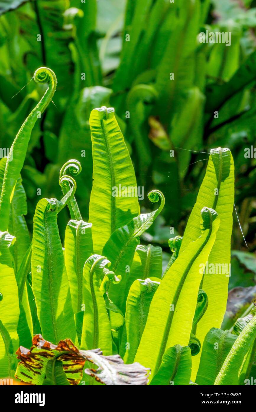 Phyllitis vulgare hi-res stock photography and images - Alamy