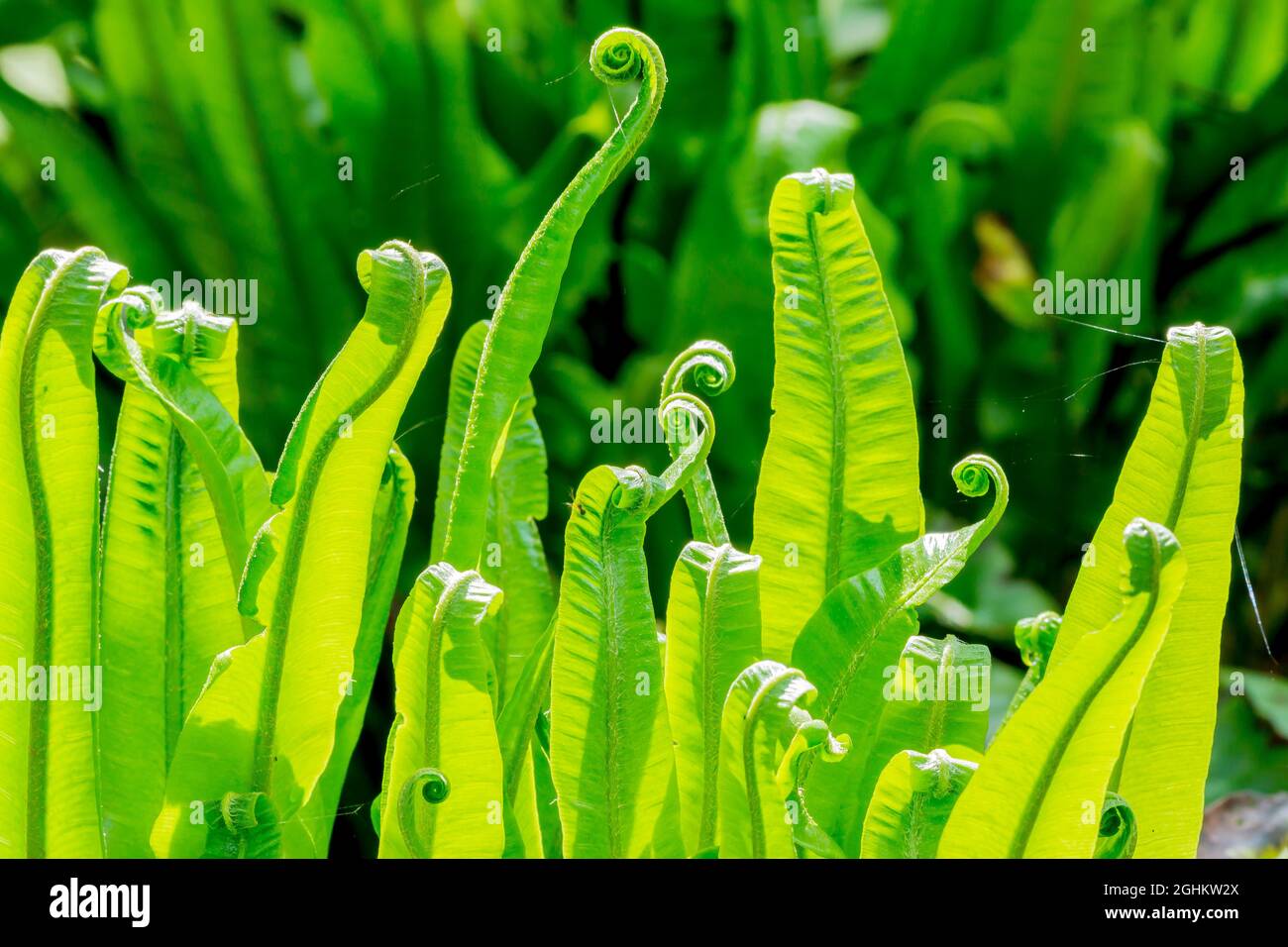 Asplenium species hi-res stock photography and images - Alamy