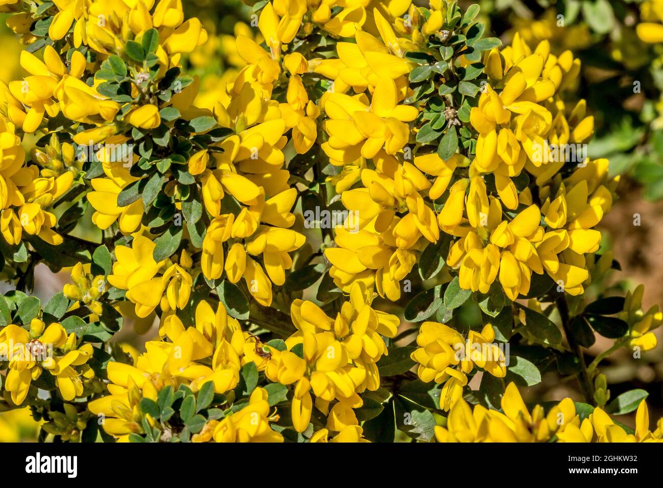 Genista tinctoria 'Porlock' Stock Photo - Alamy