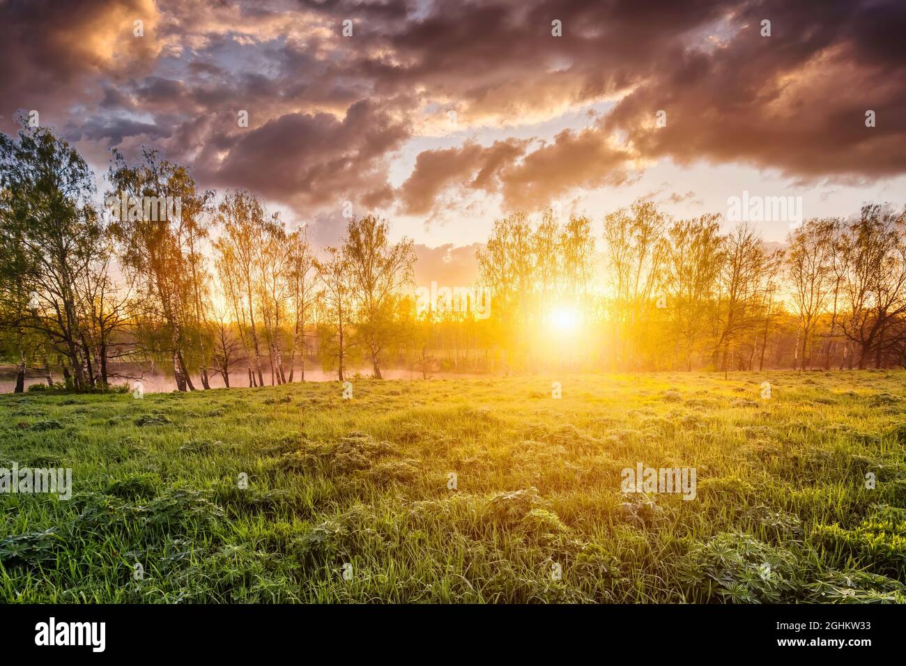 Sunrise in a spring field with green grass, lupine sprouts, fog above ...