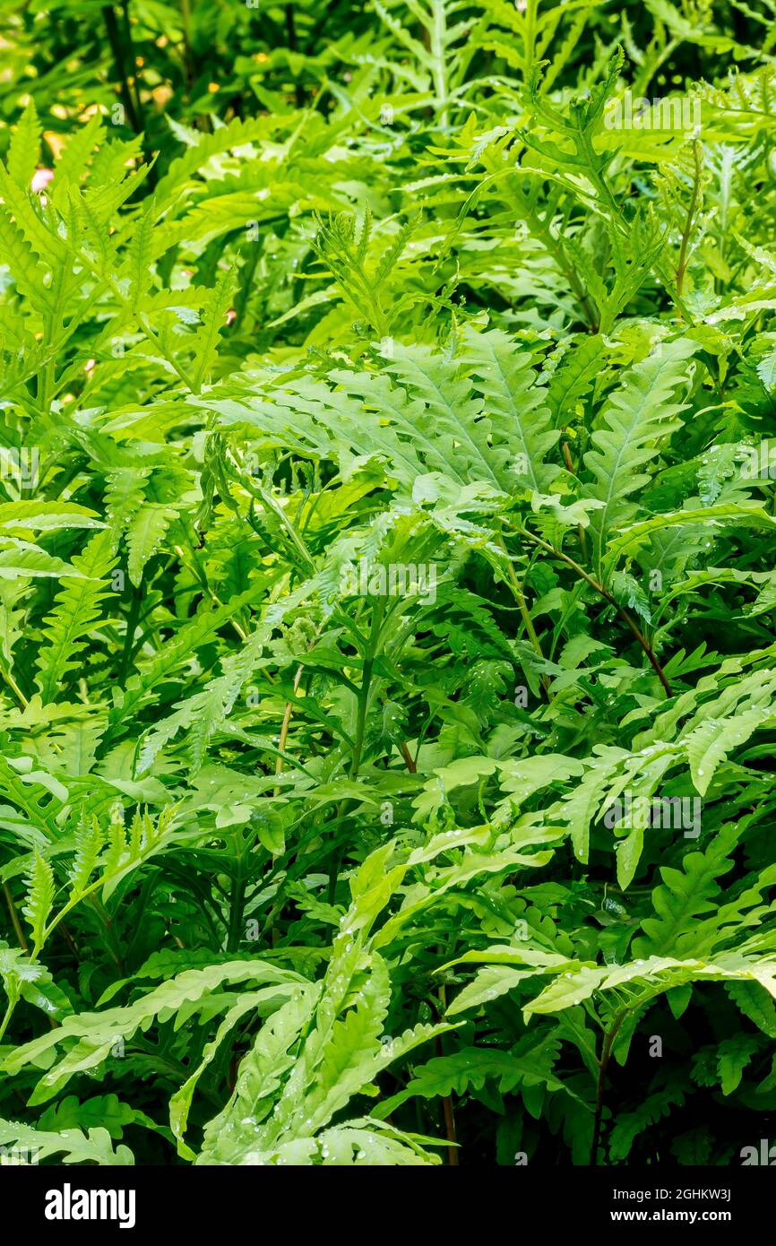 Sensitive ferns hi-res stock photography and images - Alamy
