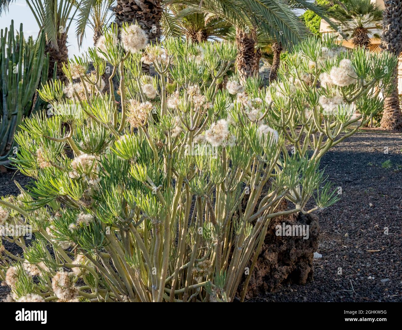 Kleinia hi-res stock photography and images - Alamy