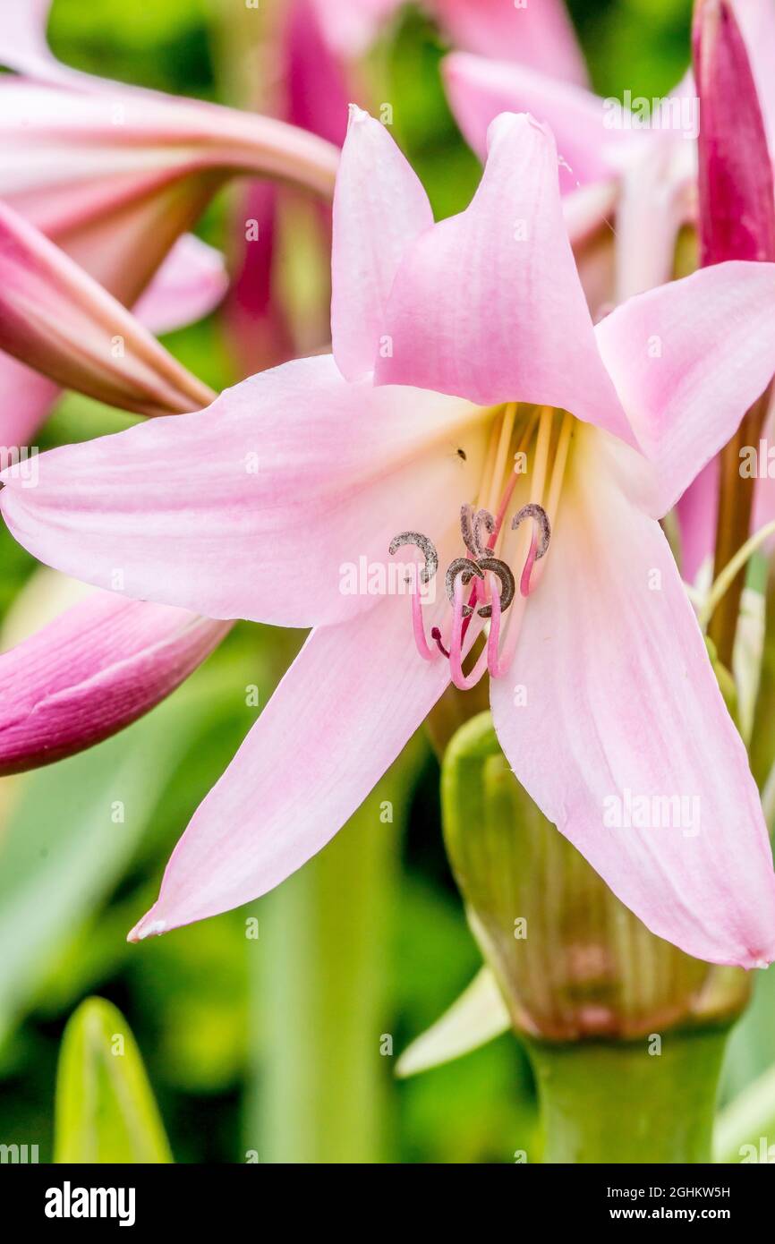 Crinum powellii 'Roseum' Stock Photo - Alamy