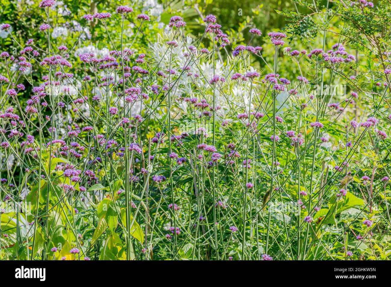 Verbena Sp Verbenaceae High Resolution Stock Photography and Images - Alamy