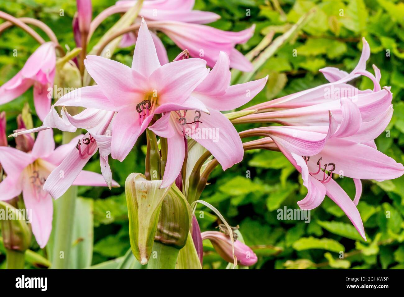 Crinum powellii 'Roseum' Stock Photo - Alamy