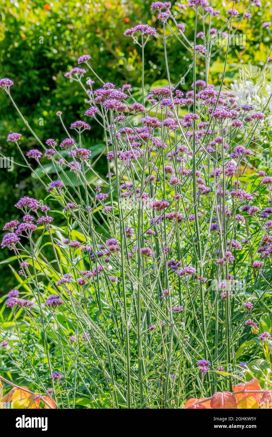 Purpletop vervains verbena bonariensis hi-res stock photography and ...