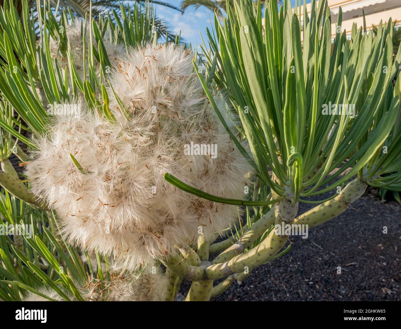 Kleinia High Resolution Stock Photography and Images - Alamy