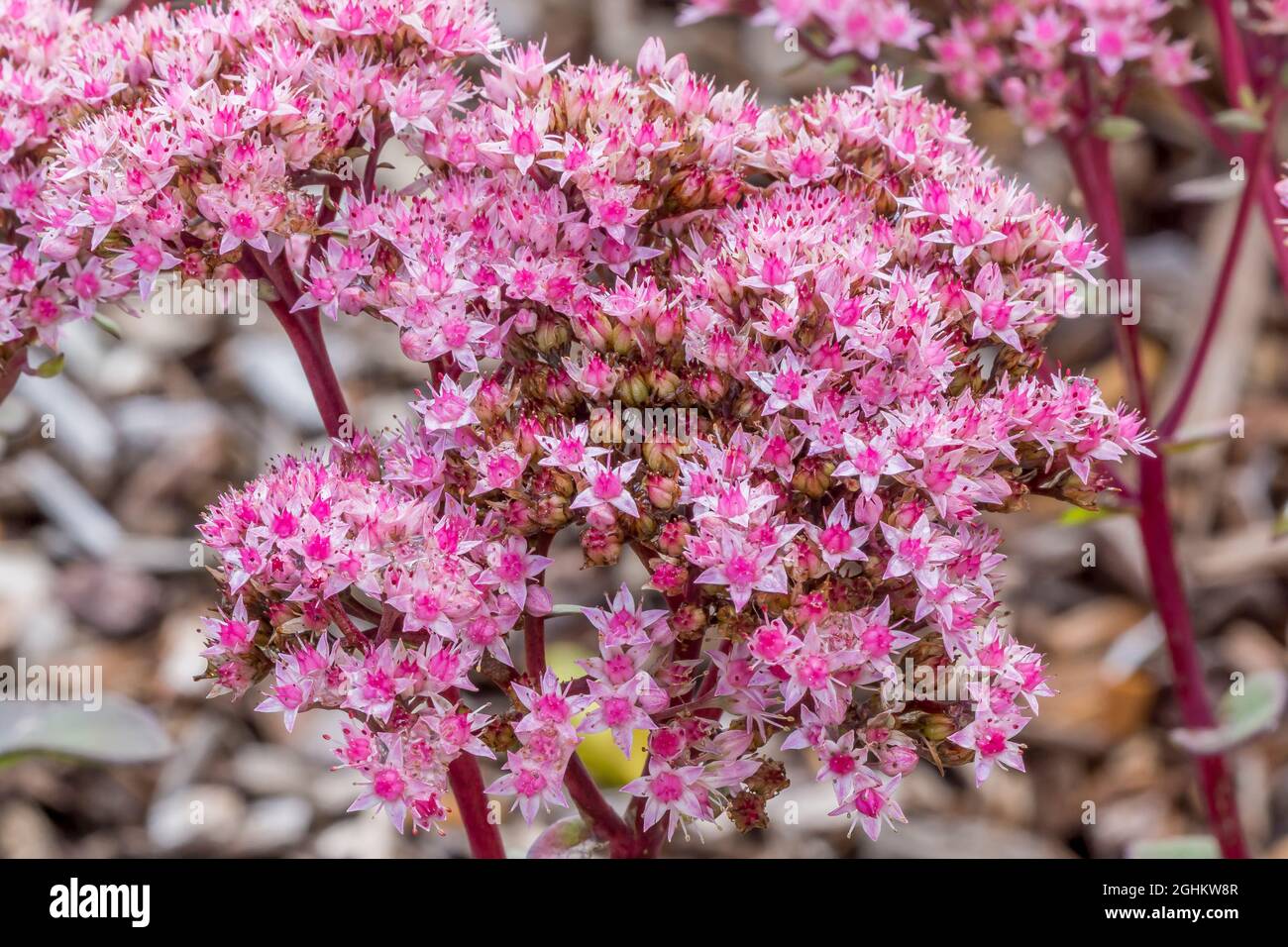 Sedum matrona hi-res stock photography and images - Alamy