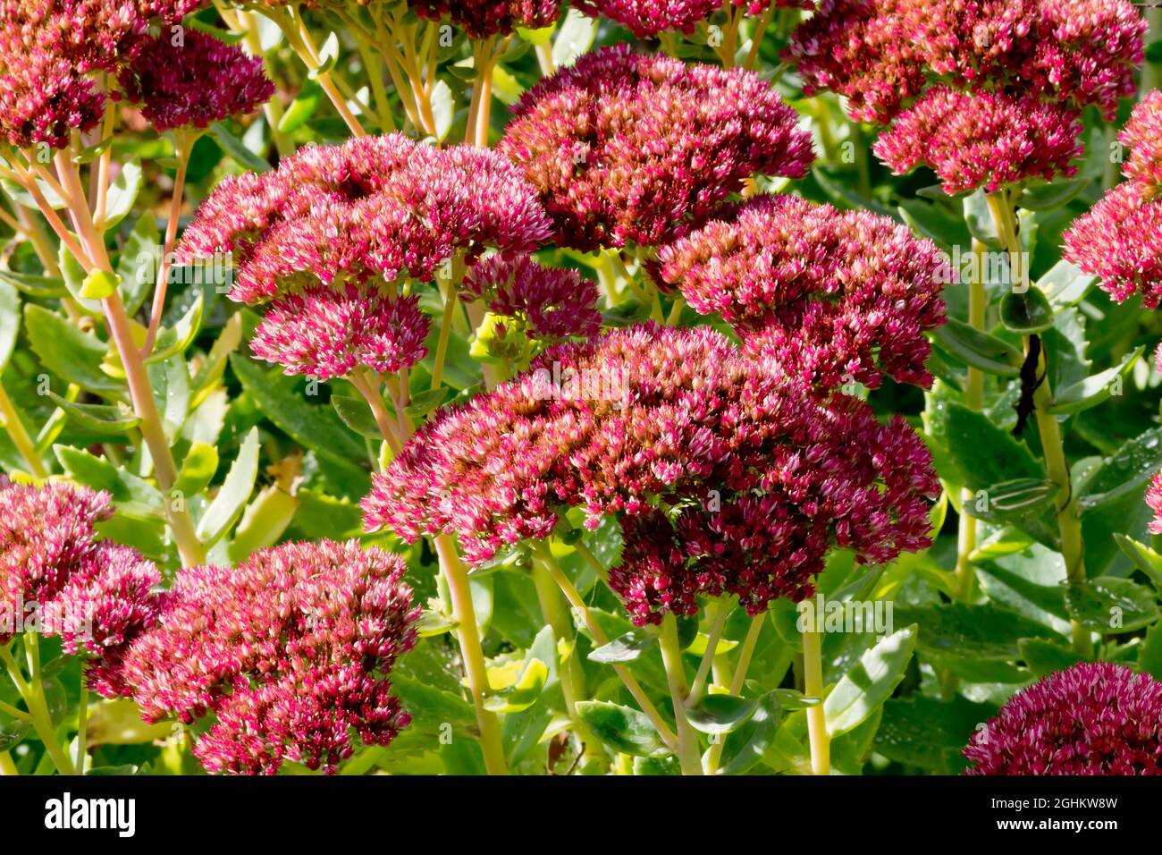 Sedum telephium 'Autumn Joy' Stock Photo - Alamy