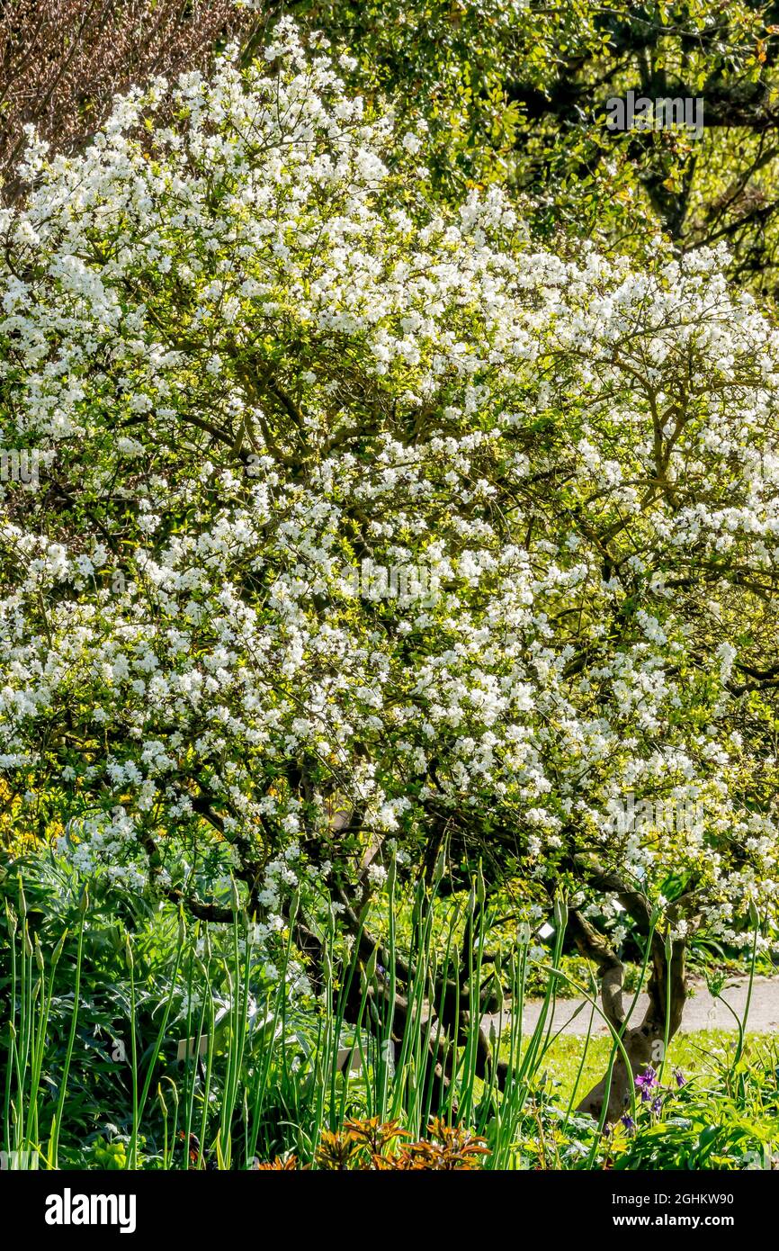 Exochorda macrantha 'The Bride' Stock Photo - Alamy