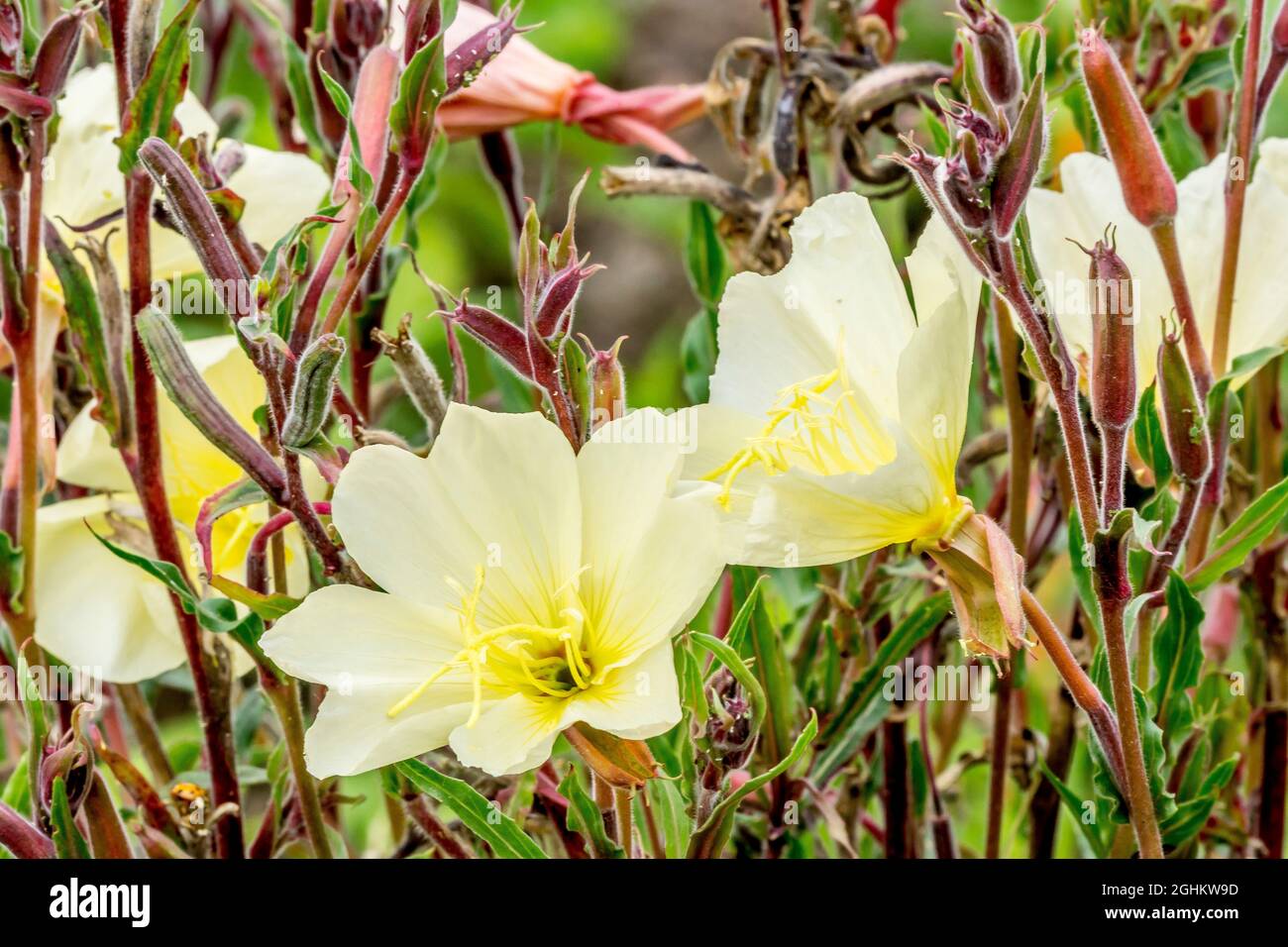 Oenothera longifolia 'Lemon Sunset' Stock Photo - Alamy