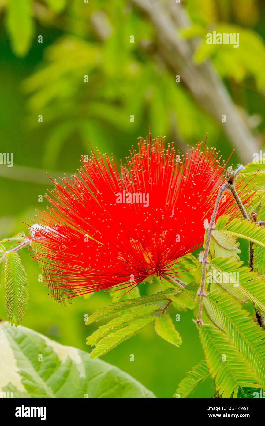 Calliandra tree hi-res stock photography and images - Alamy
