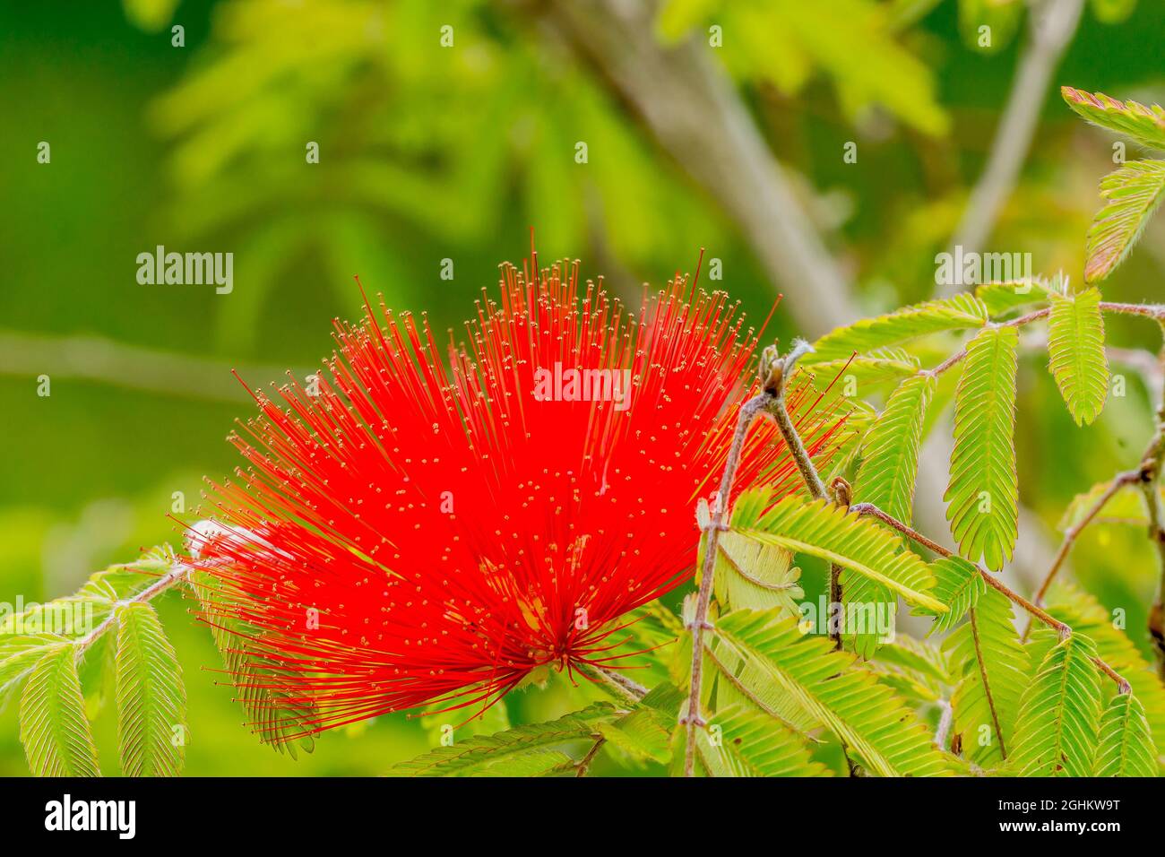 Calliandra tree hi-res stock photography and images - Alamy