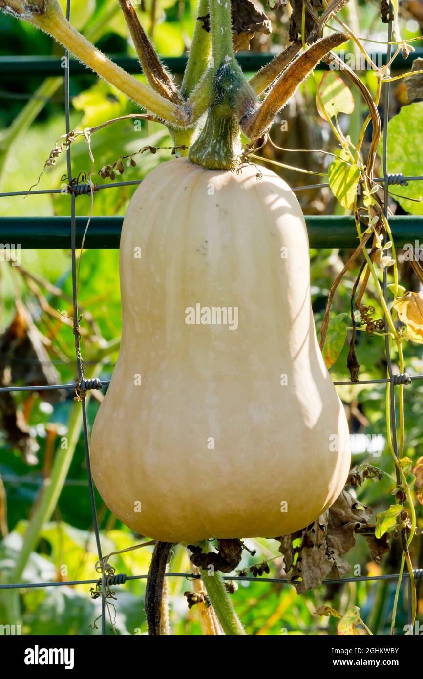 Cucurbita moschata 'Early Butternut Hybrid' Stock Photo - Alamy