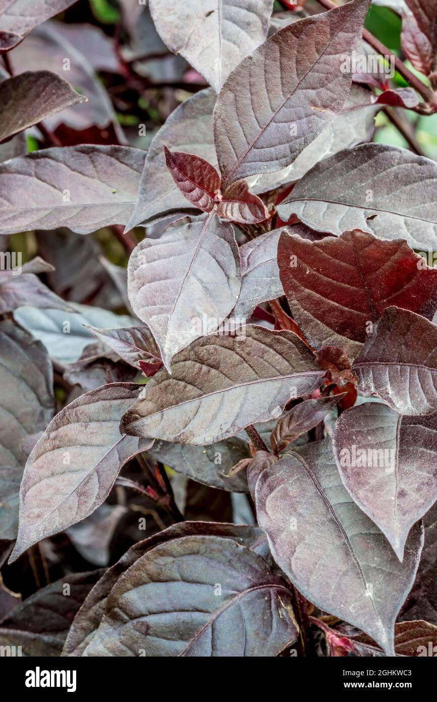 Alternanthera dentata 'Purple Knight ' Stock Photo - Alamy