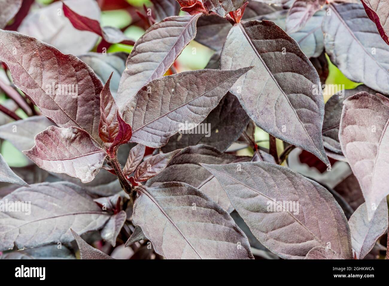 Alternanthera dentata 'Purple Knight ' Stock Photo - Alamy