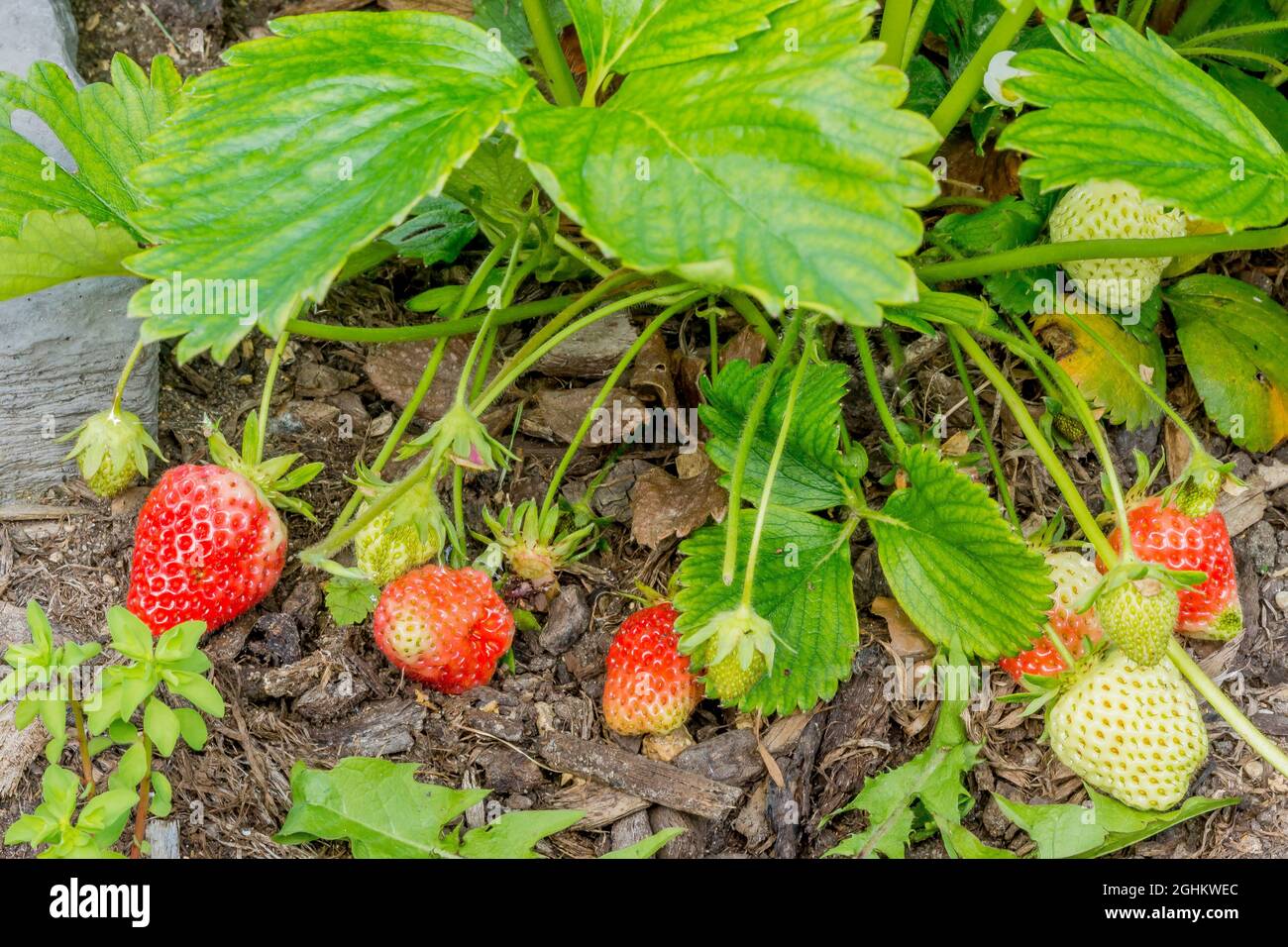 Strawberries fragaria sp hi-res stock photography and images - Alamy