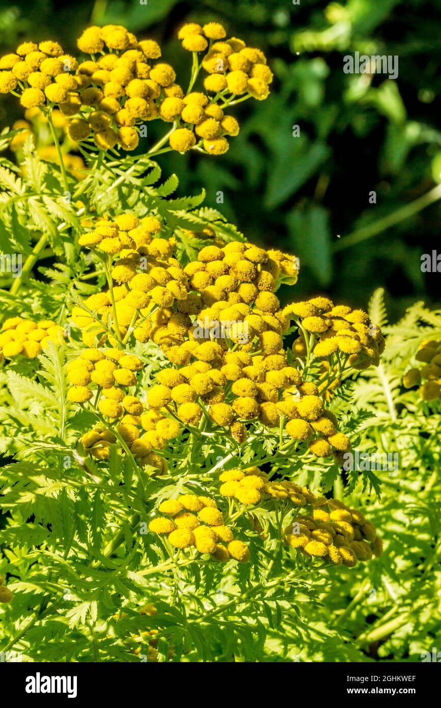Chrysanthemum 'Isla Gold' in bloom in garden Stock Photo - Alamy