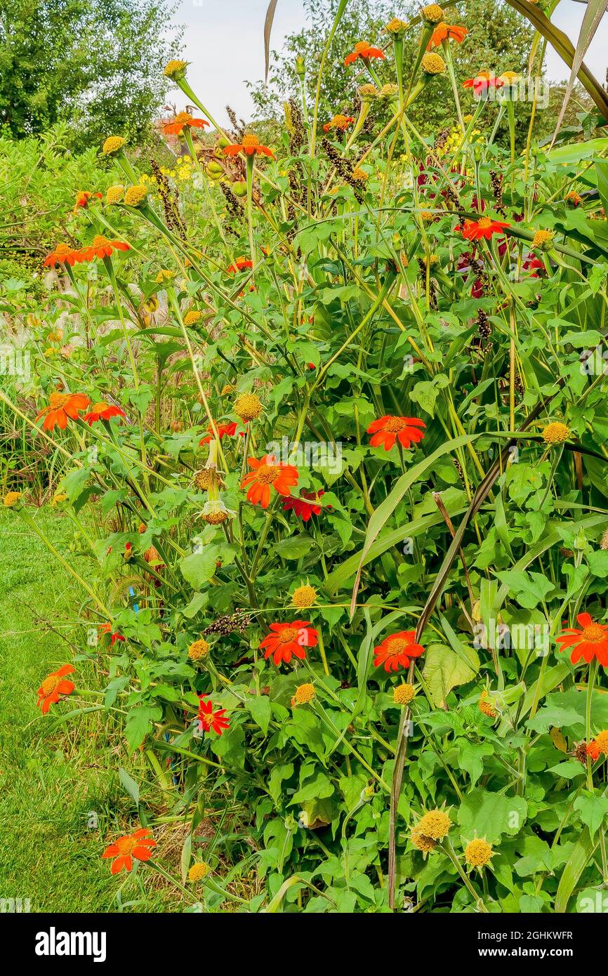 Tithonia rotundifolia 'Torch' Stock Photo - Alamy
