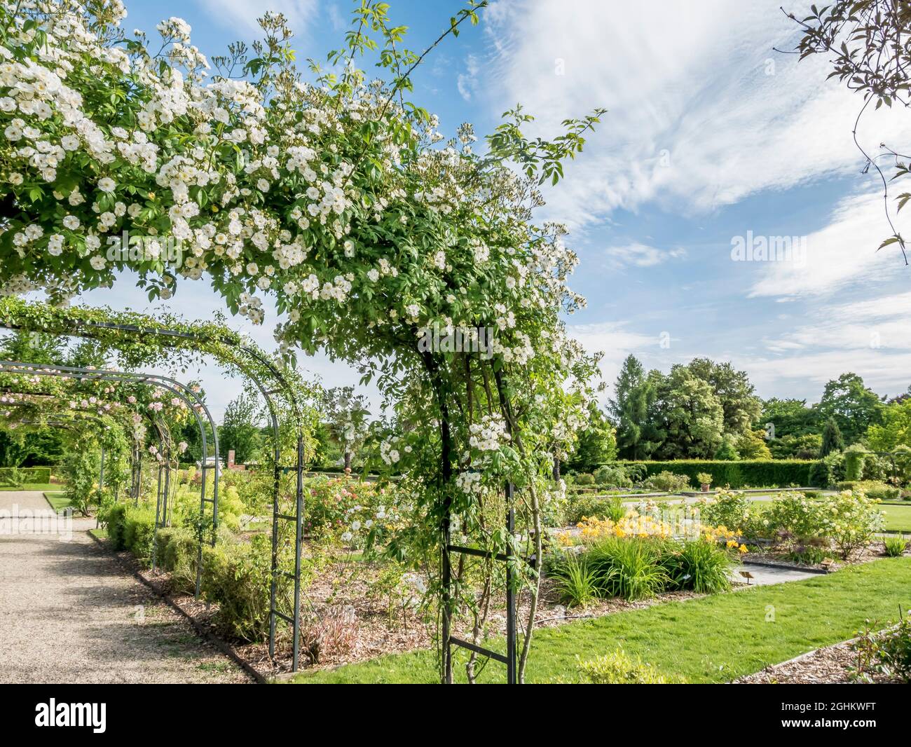 Rose tree 'Seagull' in bloom in a garden Stock Photo - Alamy