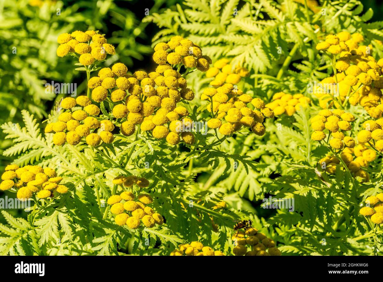 Isla gold hi-res stock photography and images - Alamy
