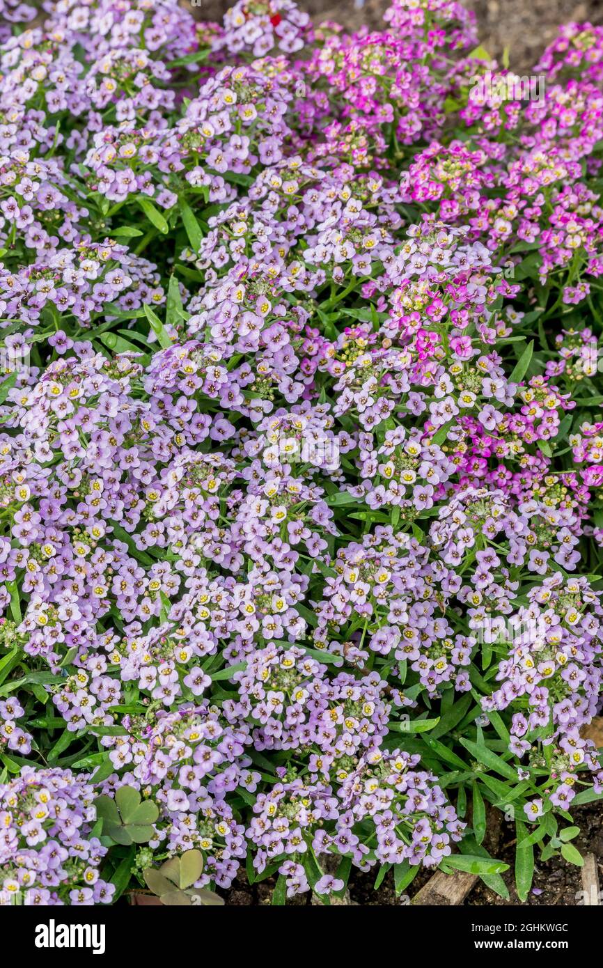 Lobularia maritima 'Wonderland Pastel' Stock Photo - Alamy