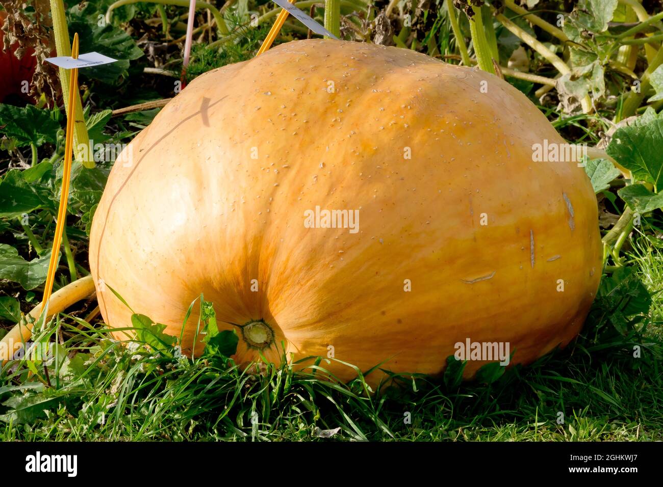 Cucurbita maxima 'Show King' Stock Photo - Alamy