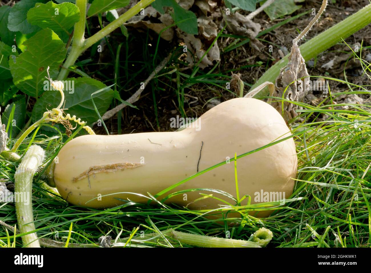 Cucurbita moschata 'Early Butternut Hybrid' Stock Photo - Alamy
