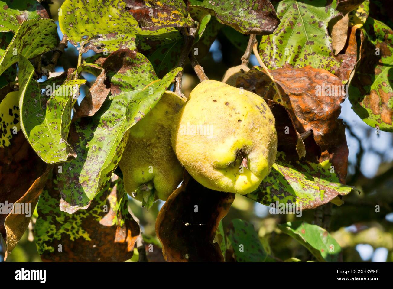 Cydonia vulgaris hi-res stock photography and images - Alamy