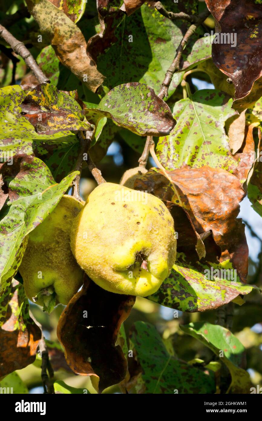 Cydonia sp hi-res stock photography and images - Alamy