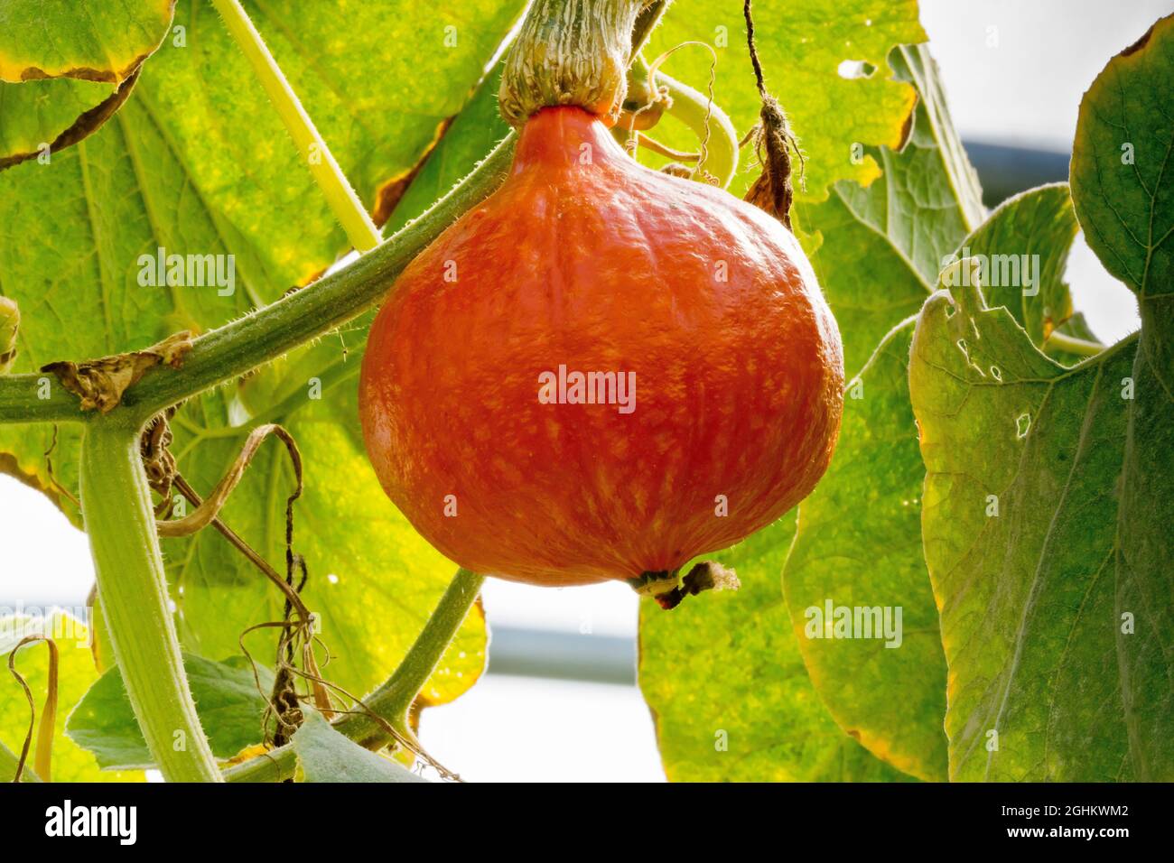 Uchiki kuri squash hi-res stock photography and images - Alamy