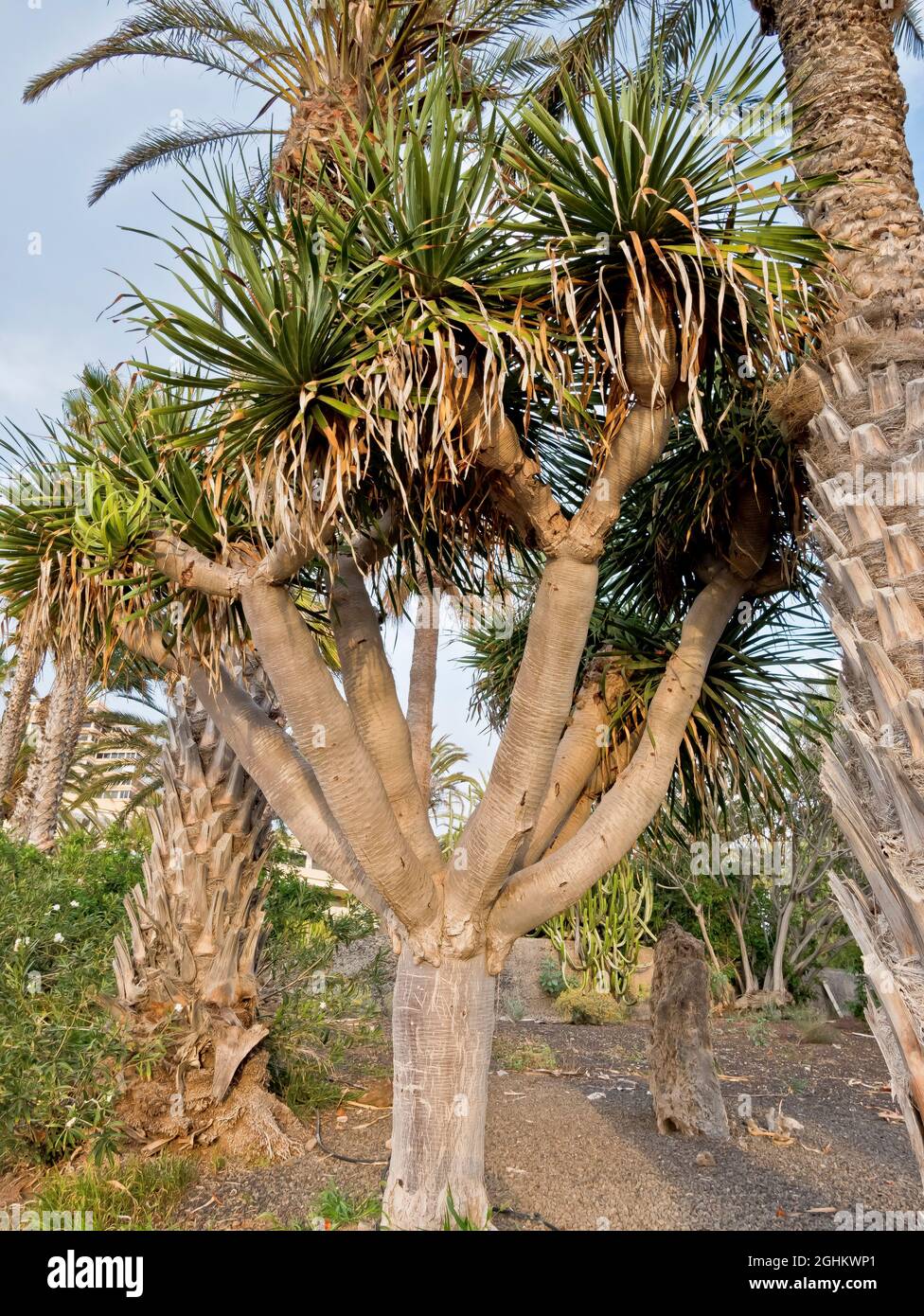 Dracaena sp hi-res stock photography and images - Alamy