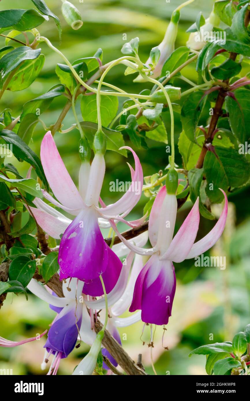 Fuchsia 'Mojo Blush Violet' Stock Photo - Alamy