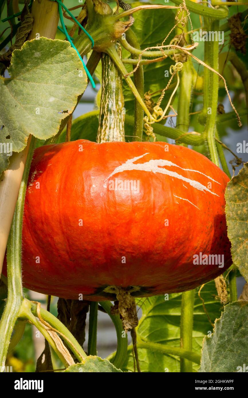 Potiron 'Rouge vif d'Etampes' Stock Photo - Alamy