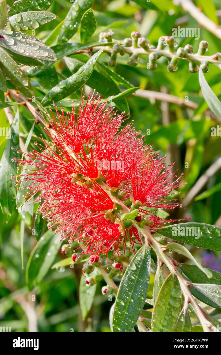 Callistemon citrinus 'Splendens' Stock Photo - Alamy