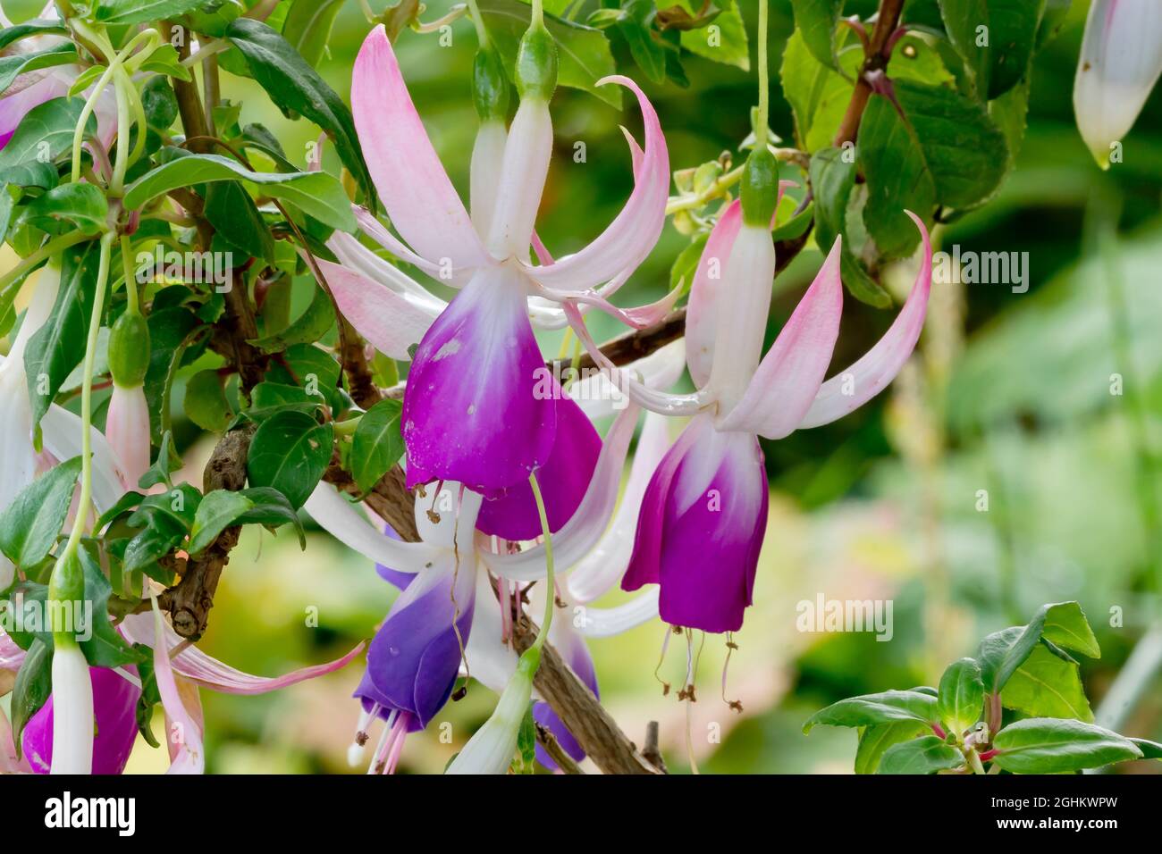 Fuchsia 'Mojo Blush Violet' Stock Photo - Alamy