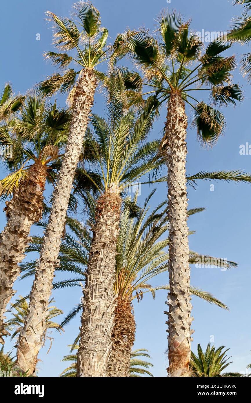 Washingtonia robusta palm trees hi-res stock photography and images - Alamy