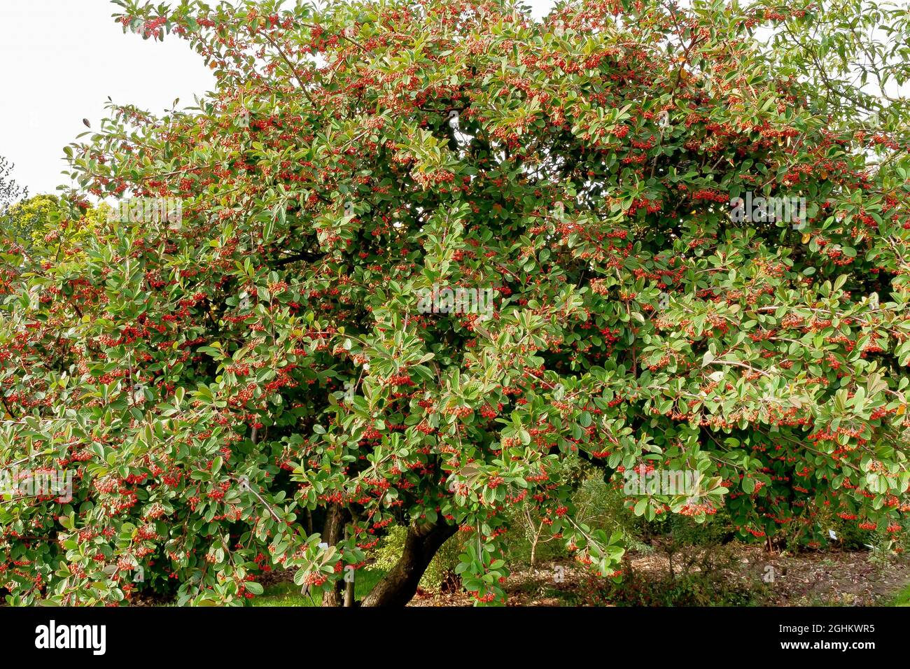 Cotoneaster sp hi-res stock photography and images - Alamy
