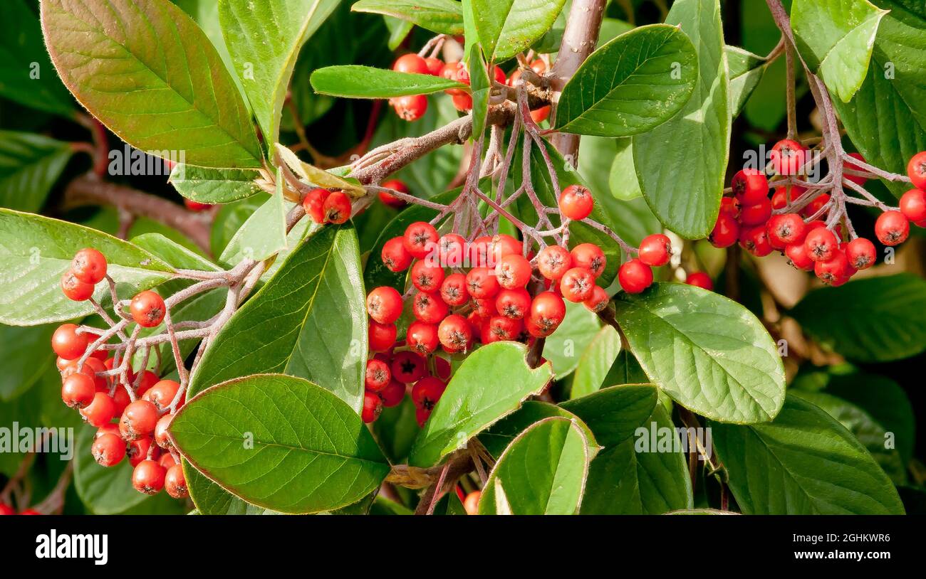 Cotoneaster sp hi-res stock photography and images - Alamy