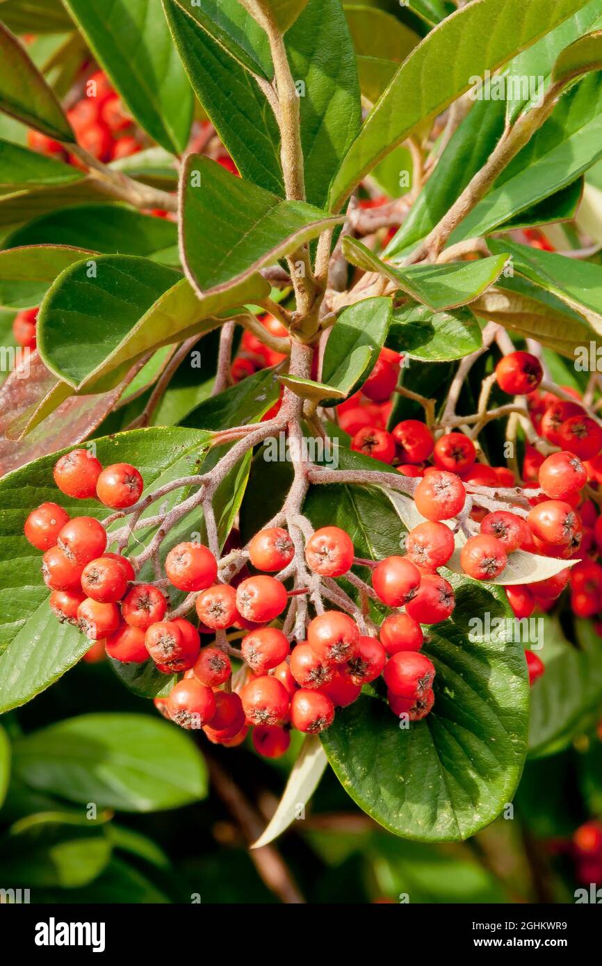 Cotoneaster sp hi-res stock photography and images - Alamy