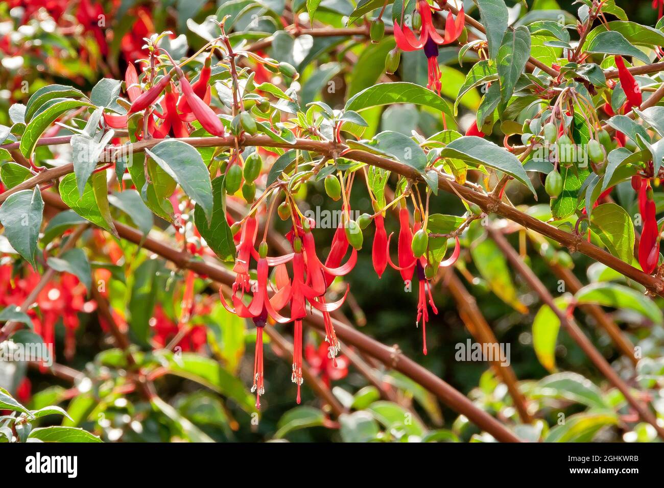 Fuchsia regia reitzii Stock Photo - Alamy