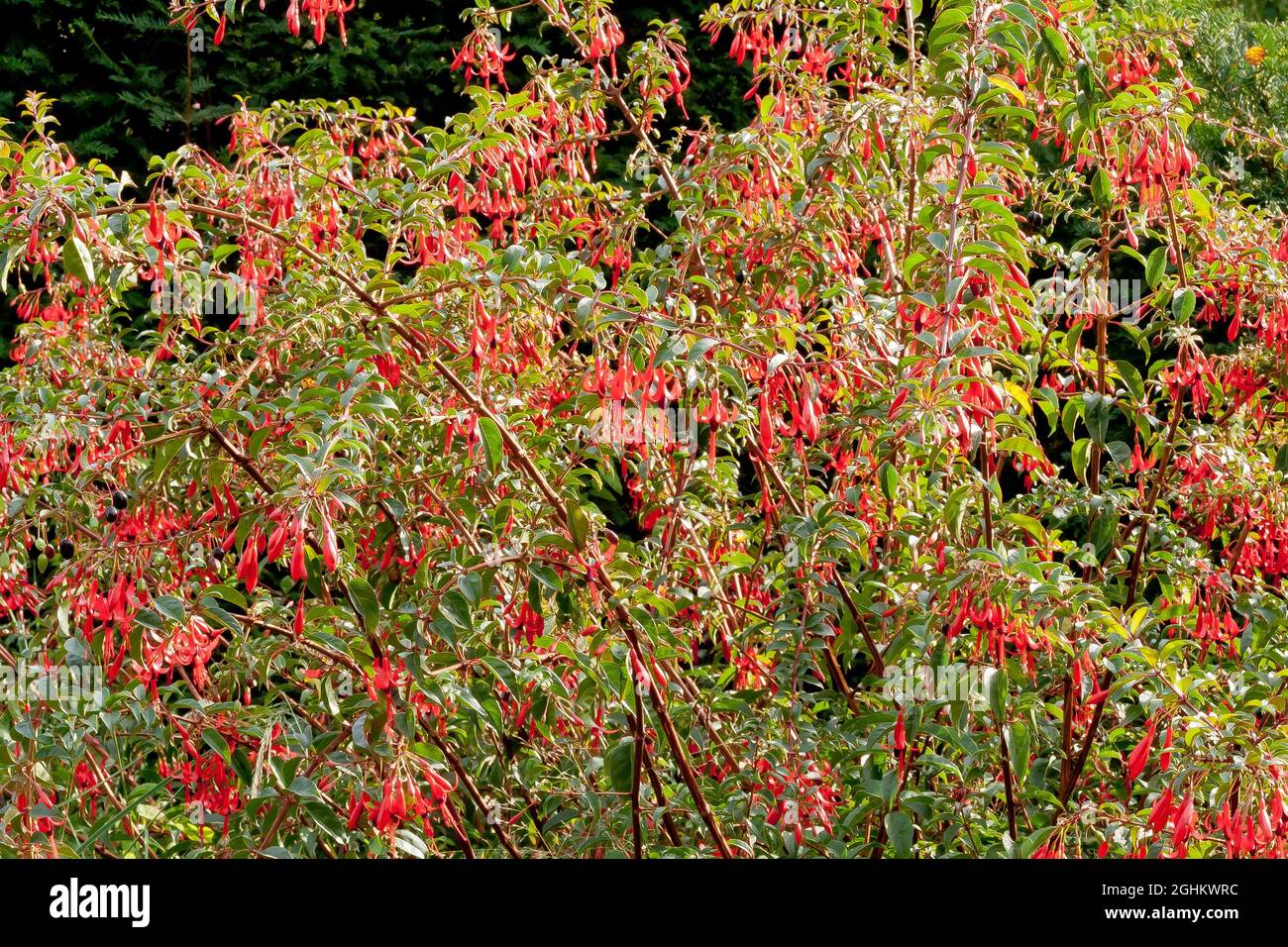 Fuchsia regia reitzii Stock Photo - Alamy