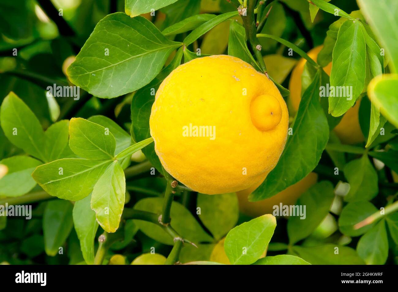 Poncirus hi-res stock photography and images - Alamy