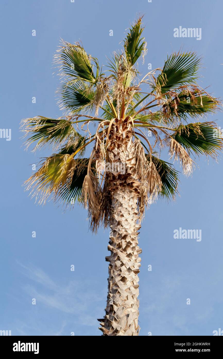 Washingtonia robusta palm trees hi-res stock photography and images - Alamy