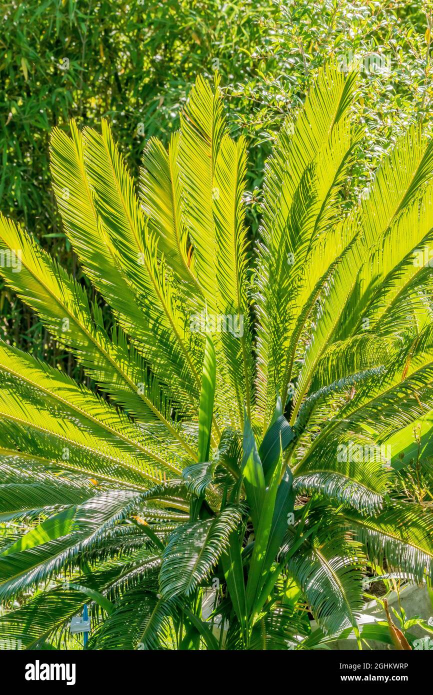 Cycadaceae family hi-res stock photography and images - Alamy